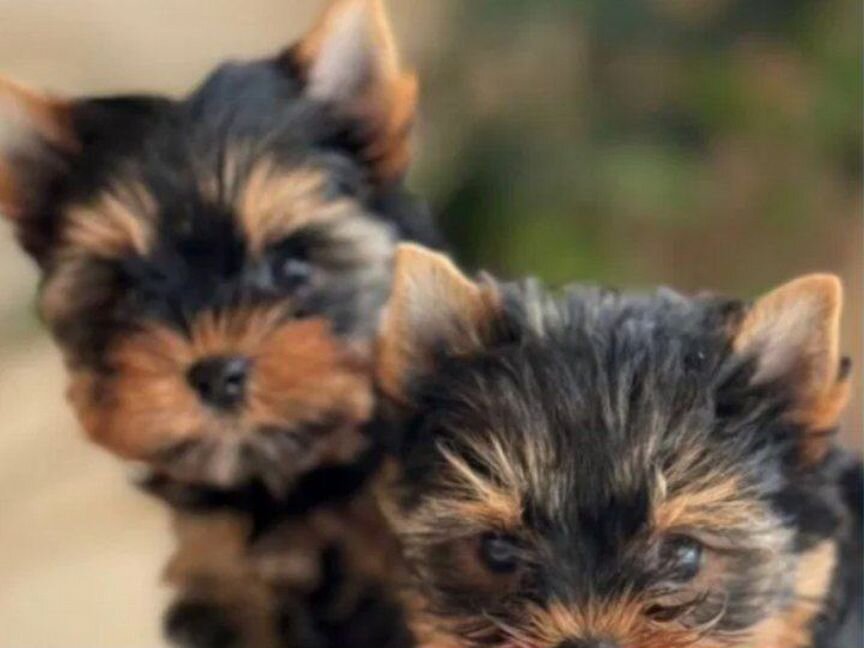 Йоркширский терьер девочка и мальчик