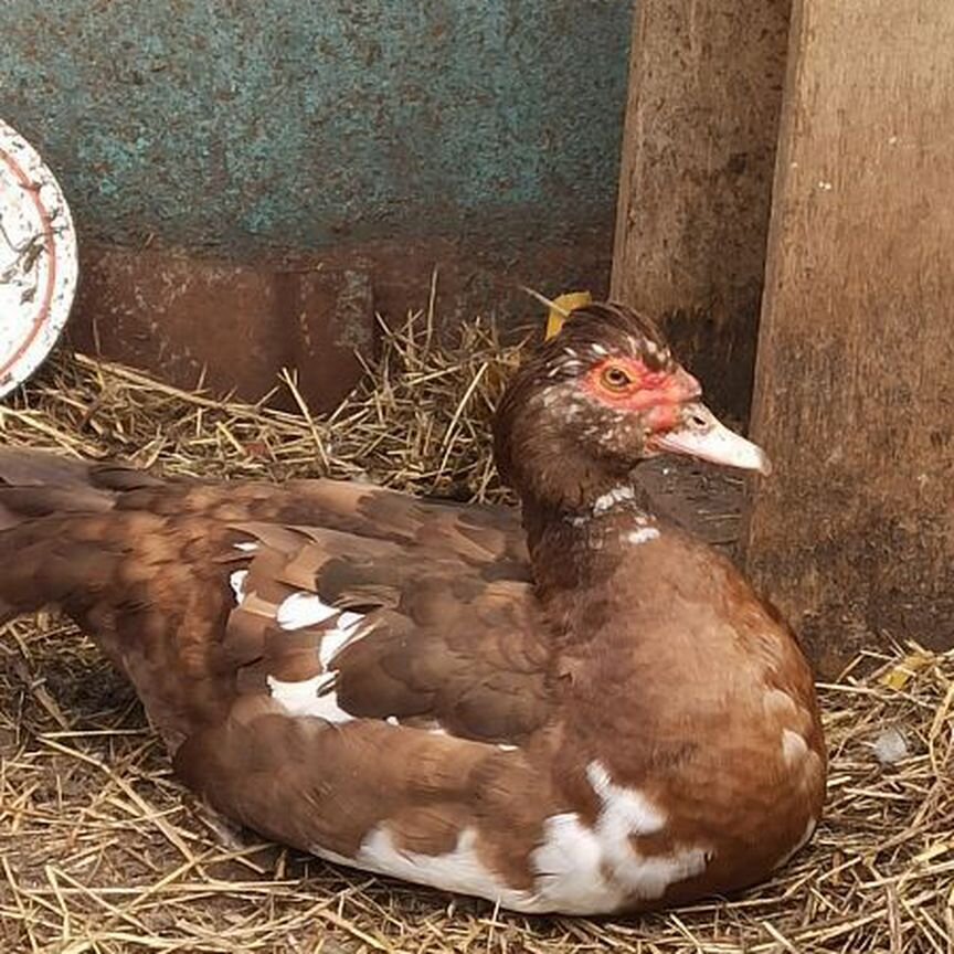 Индоутка мускусная утка