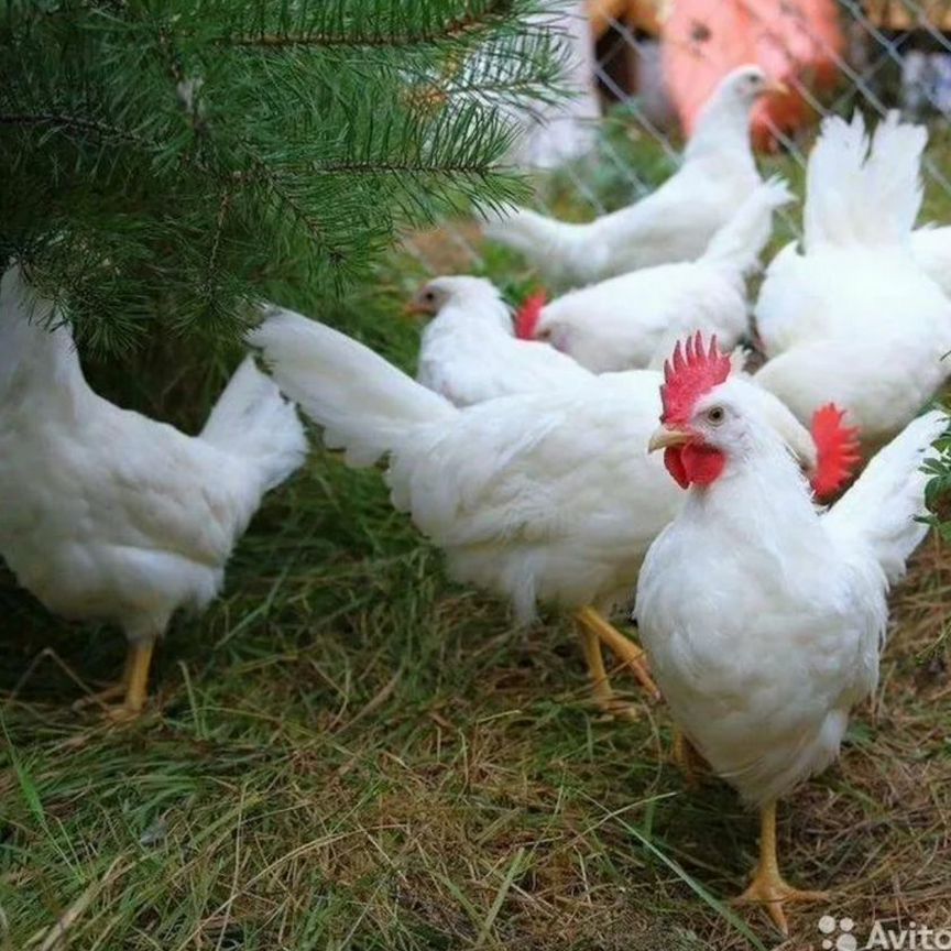 Куры несушки