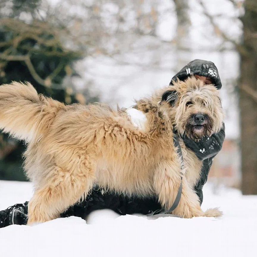 Пушистый бородатик Арнольд из приюта бесплатно