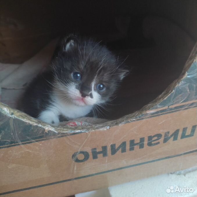 Пристрою котенка