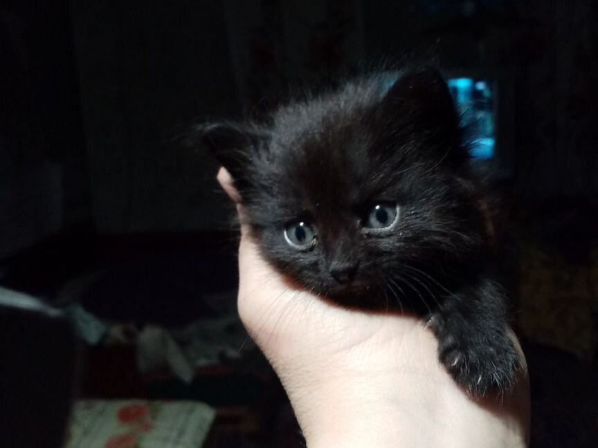 Котята в добрые руки, мама сибирка с сейкуном