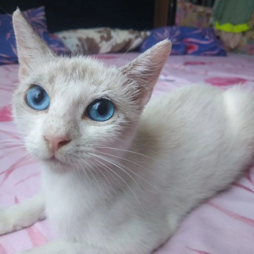 Белый котенок с голубыми глазами