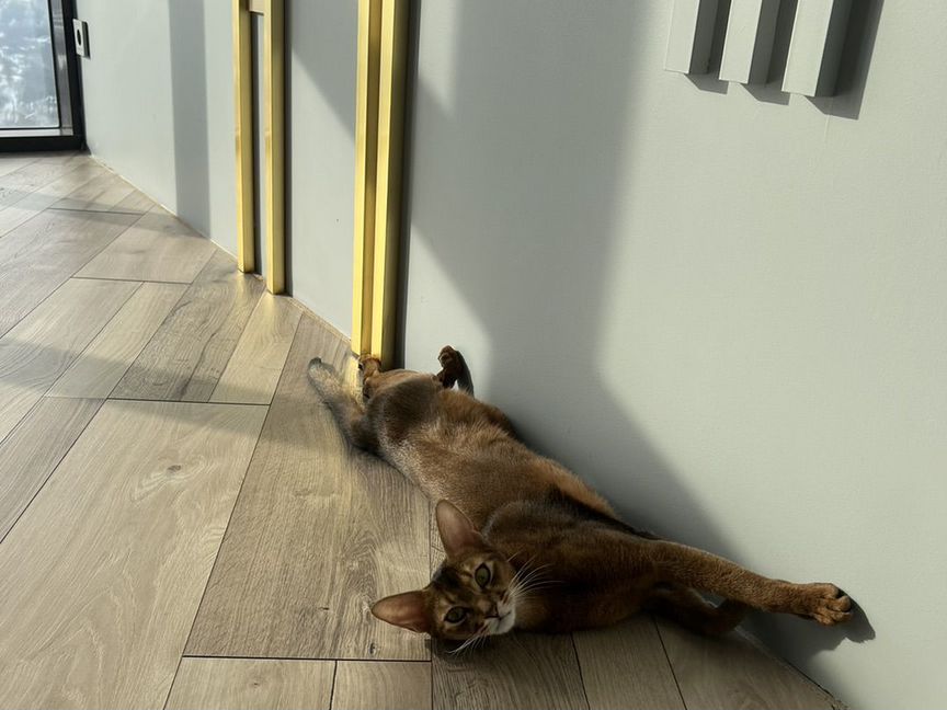 Абиссинские котята