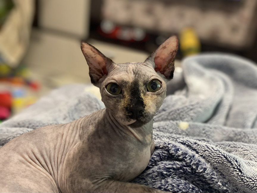 Канадский сфинкс вязка