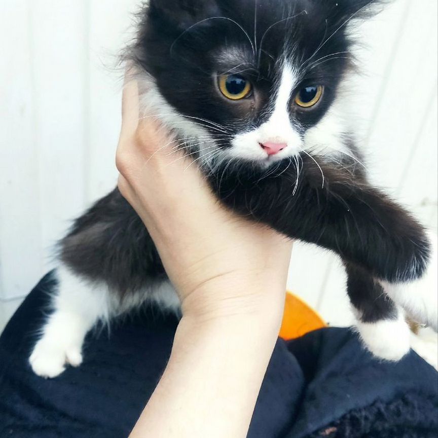 Отдаём котенка в добрые и ответственные руки