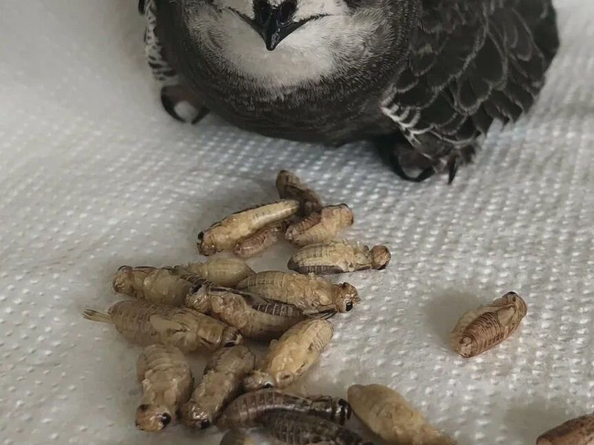 Товары для животных