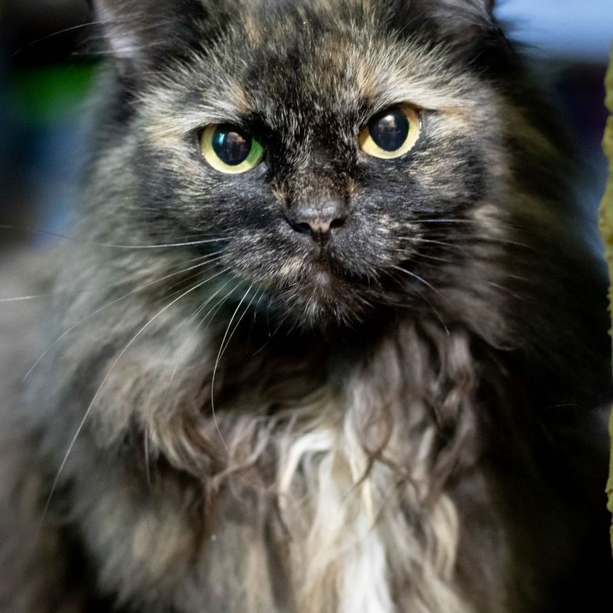 Трехцветная кошка