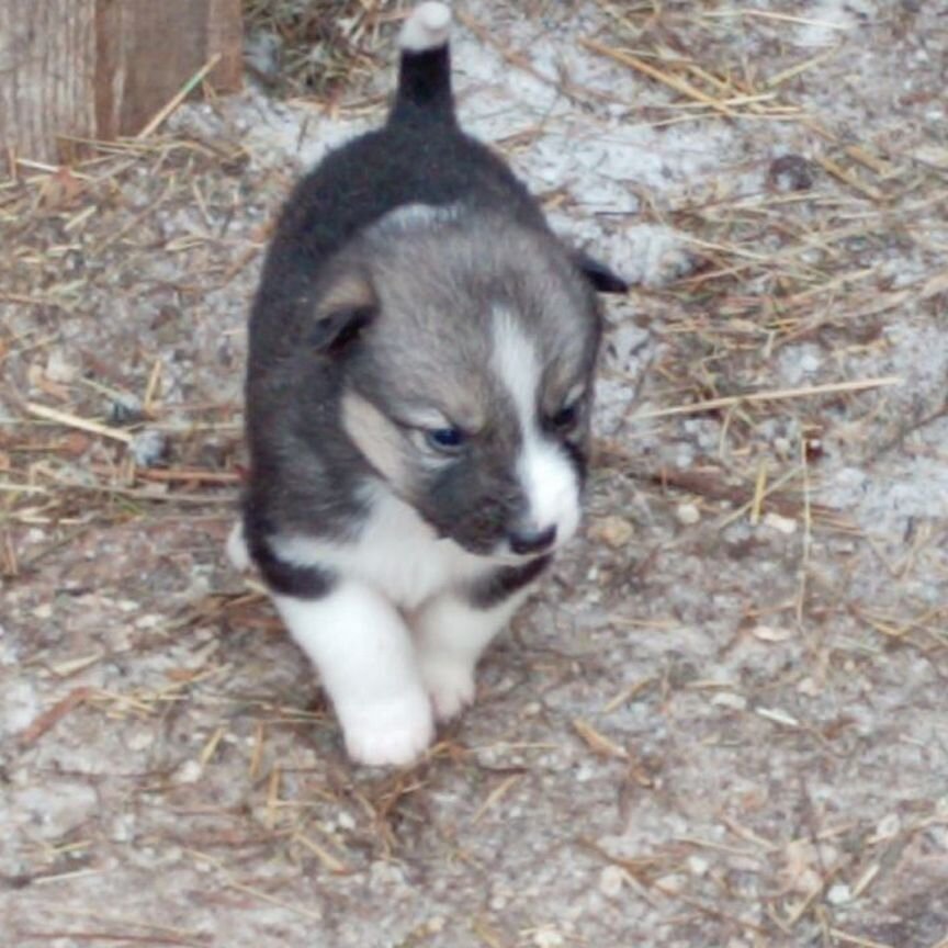 Лайка, щенок