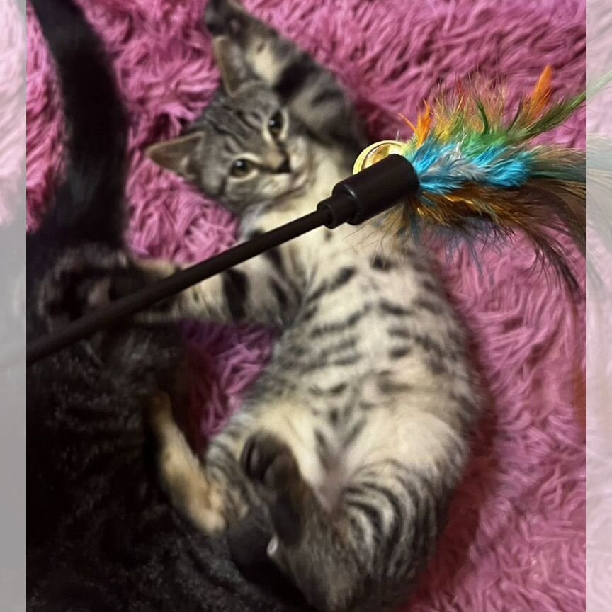 Котёнок в добрые руки