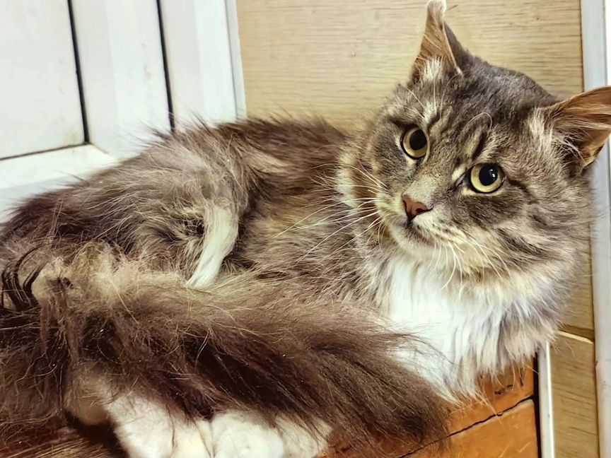 Кота выкинули, сейчас на передержке ищет дом