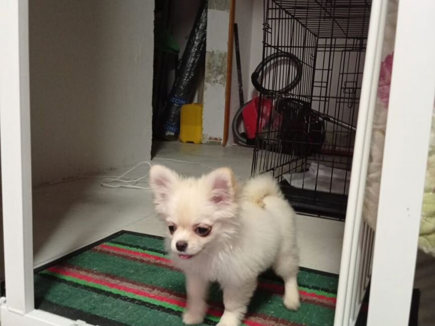 Щенок чихуахуа длинношерстный