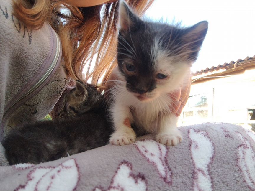 Домашний, дворянин