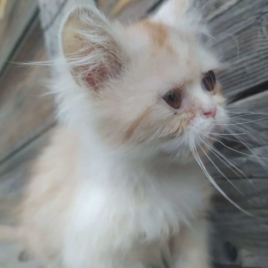 Кошечка, 2 мес, мама шотландец, папа экзот