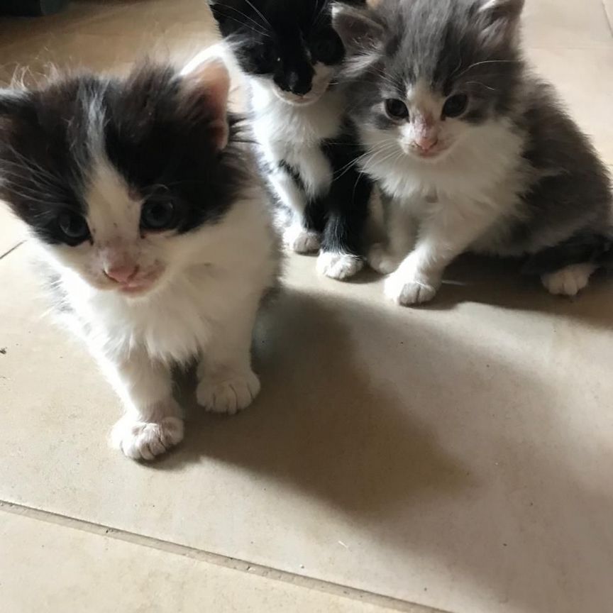 Красивые котята
