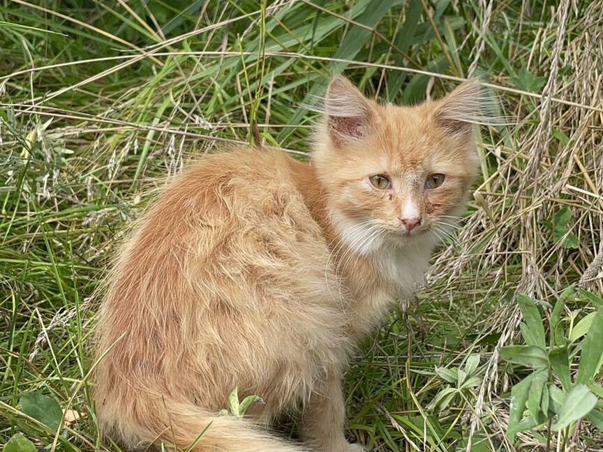 Котенок в добрые руки