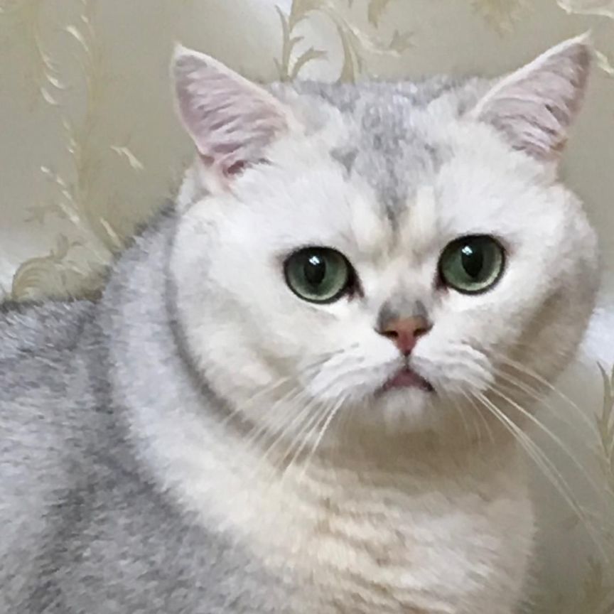 Отдам британца в хорошие руки