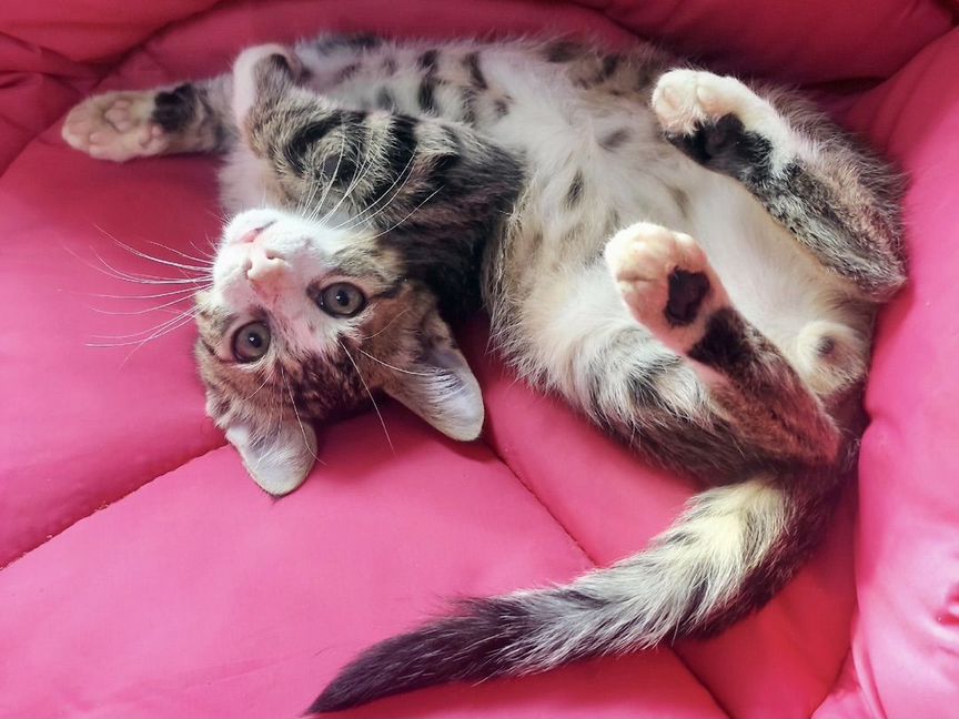 Котёнок полосатый 3 месяца