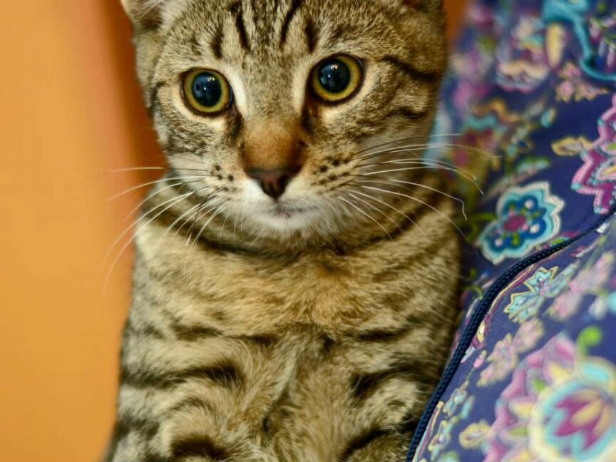 Юный котик кастрирован