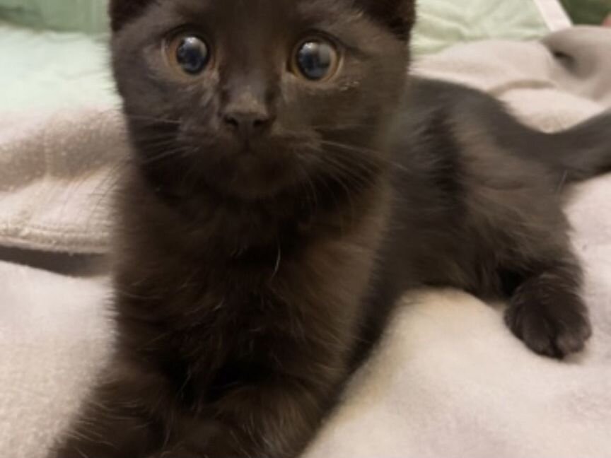 Котенок в заботливые руки