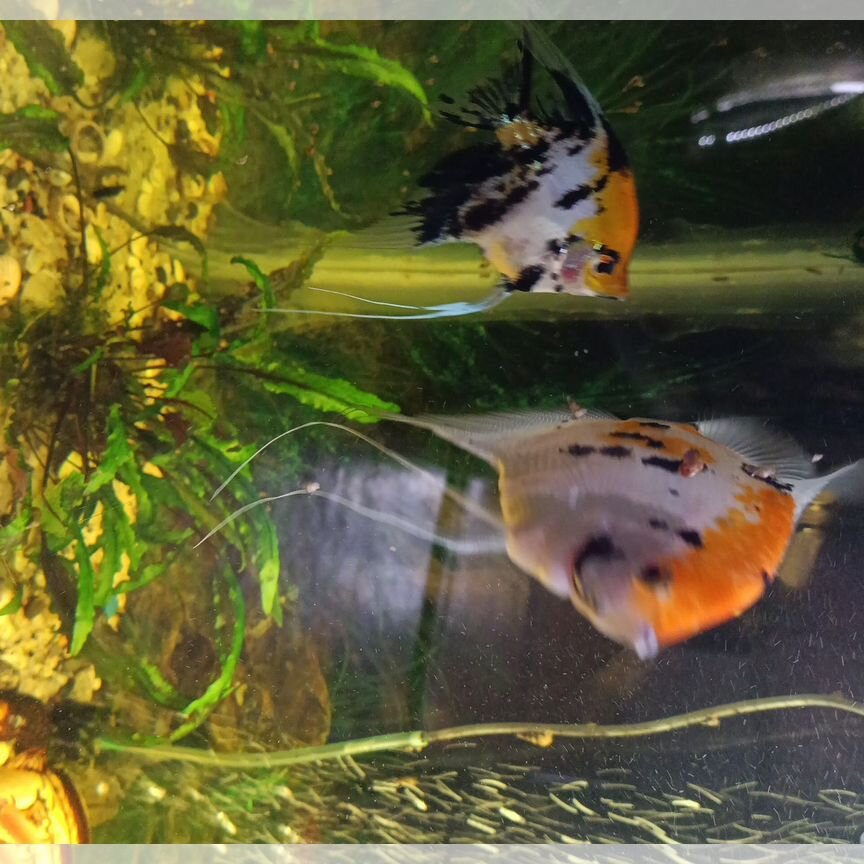 Рыбки скалярии