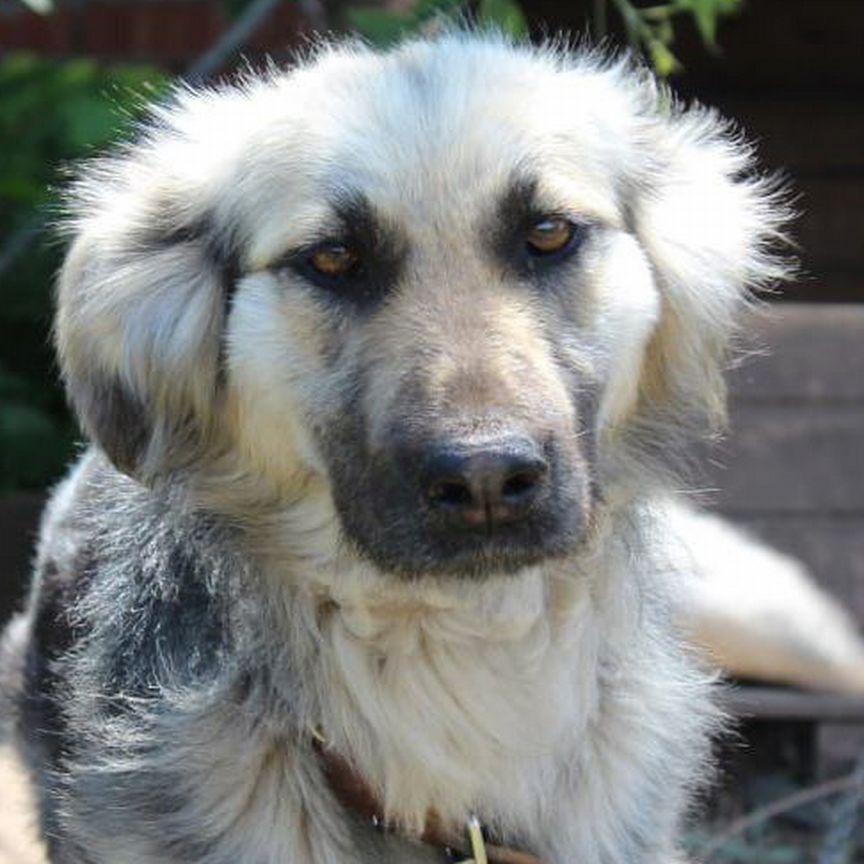 Собака стерильная