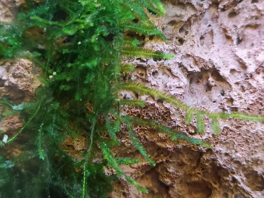 Мох рождественский (Christmas)