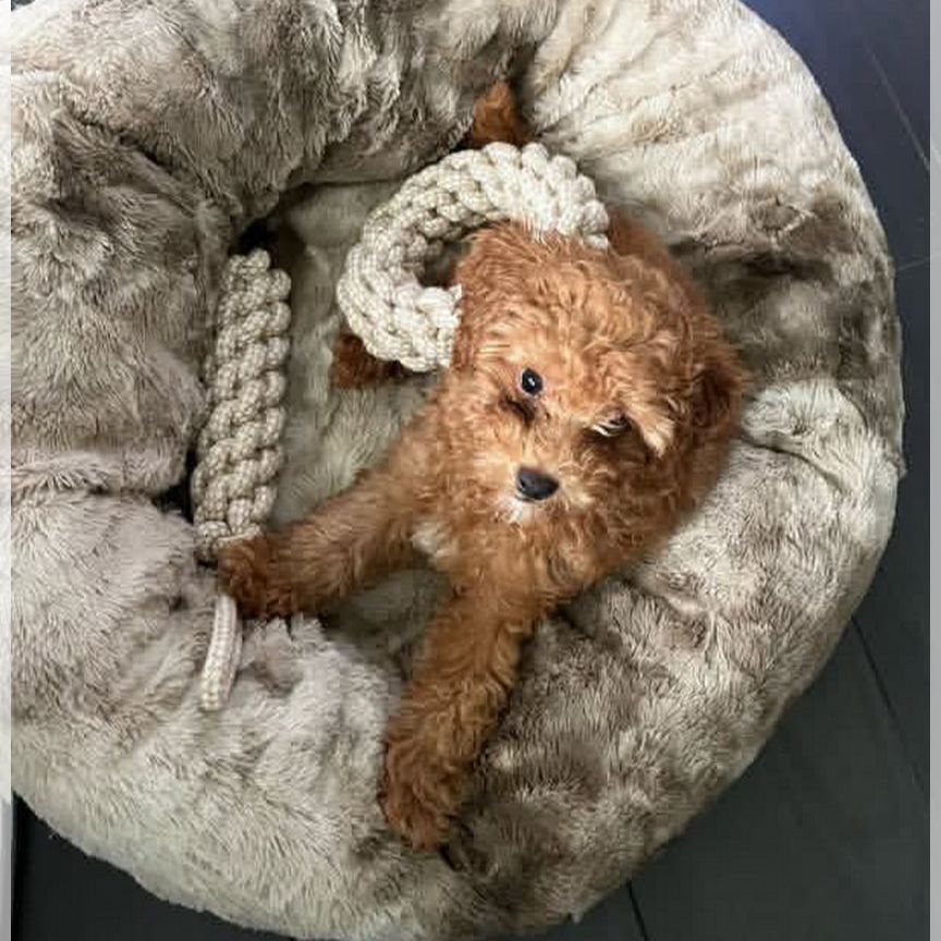 Той-пудель, щенок