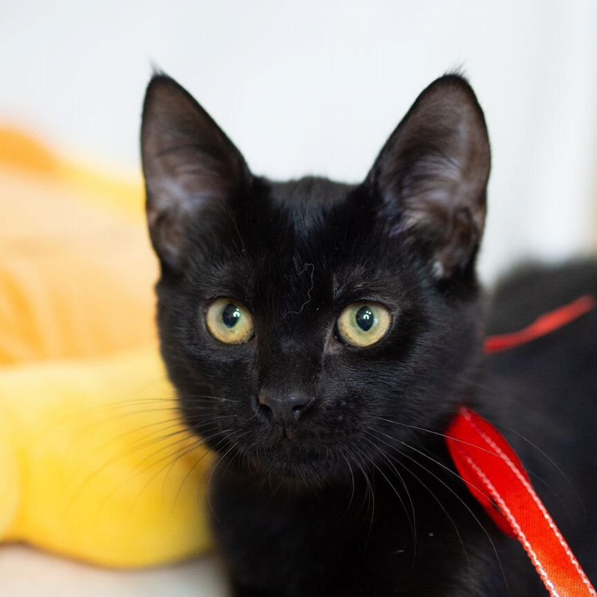 Арчибальд ищет дом