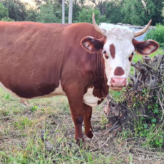 Корова высокоудойная и телка стельная
