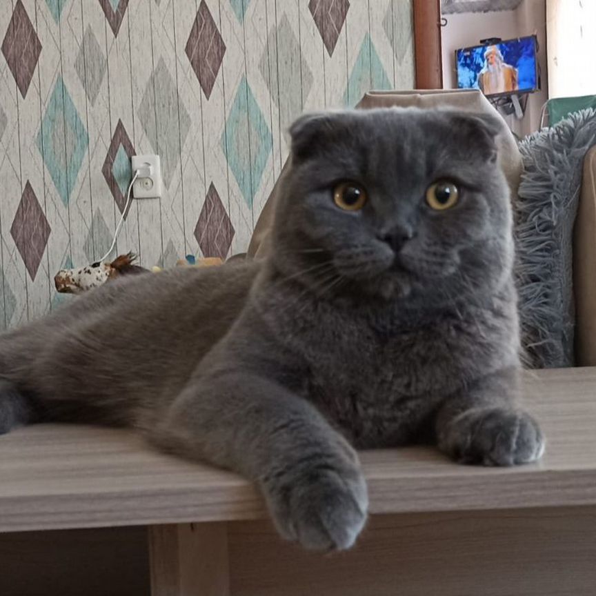 Британский кот