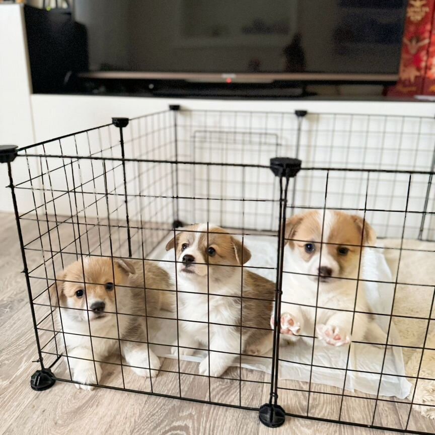 Королевский корги щенки
