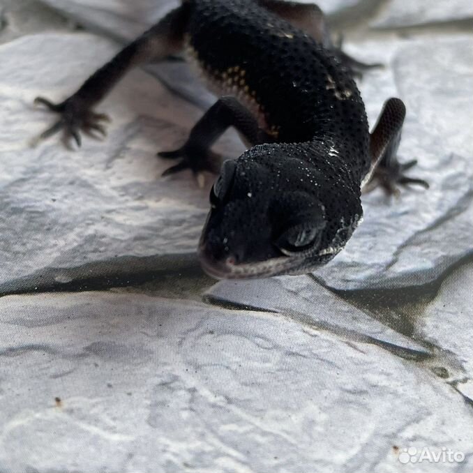 Эублефар black night