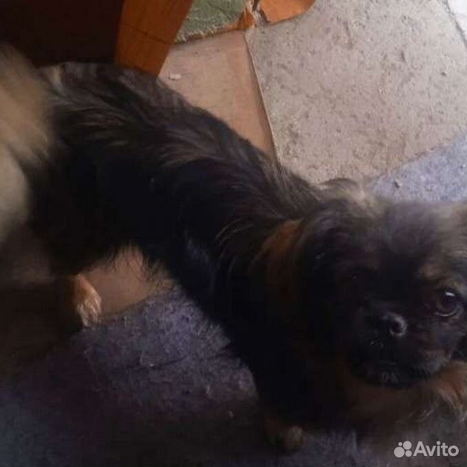 Пекинес потеряшка