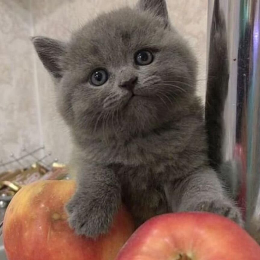 Шотландские прямоухие котята