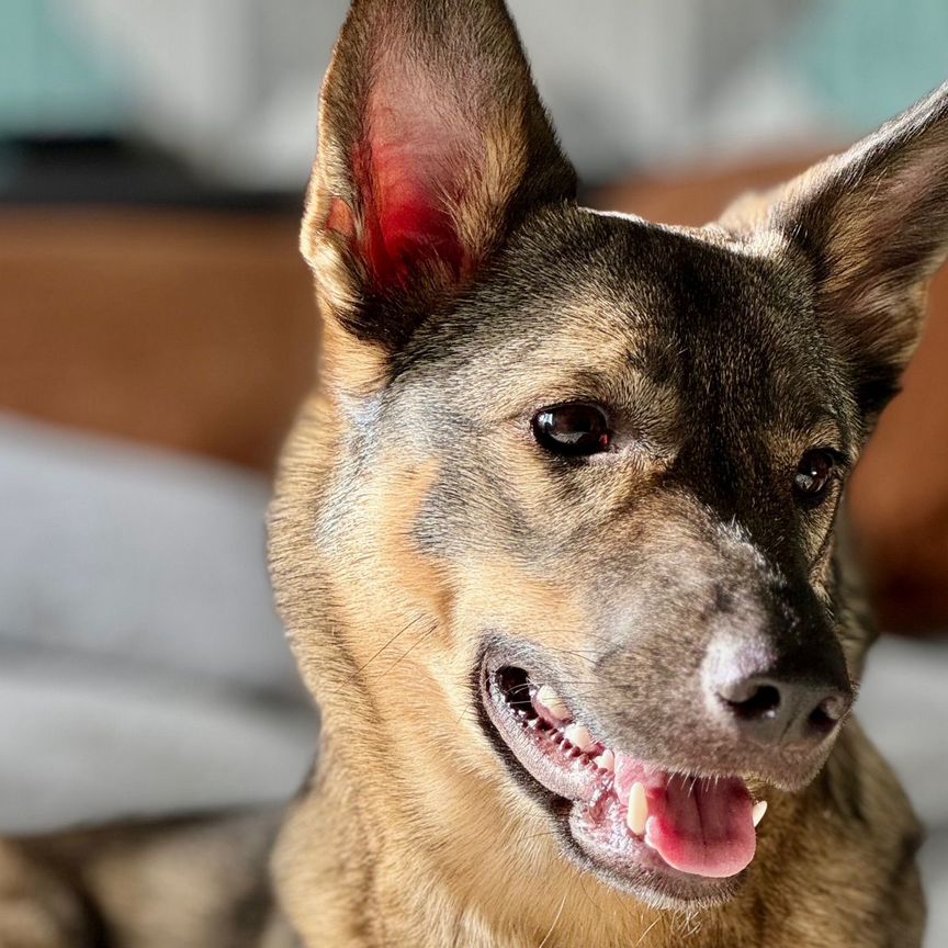 Собака в добрые руки