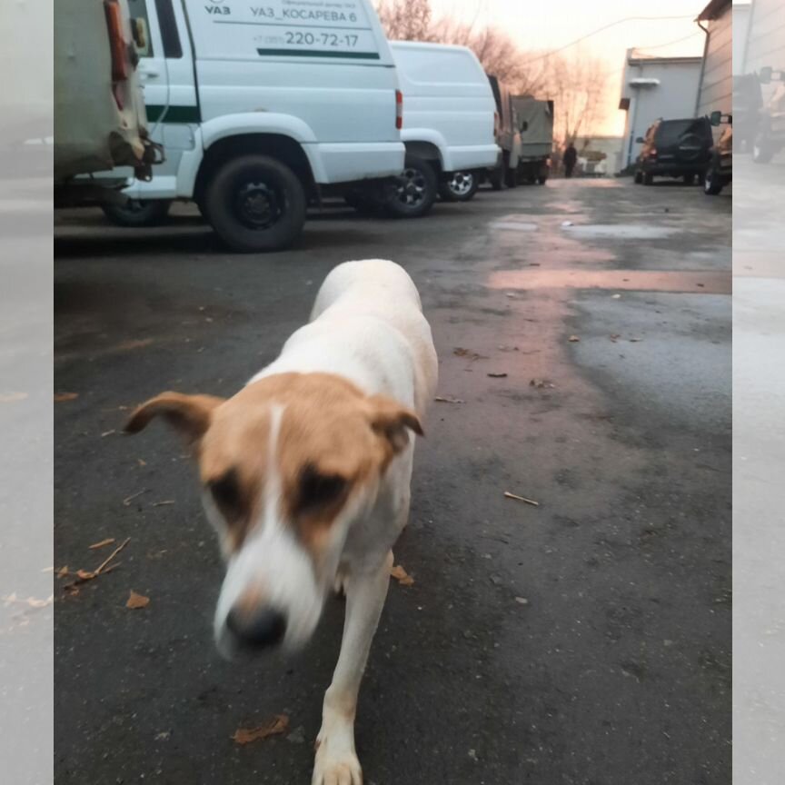 Взрослая собака в добрые руки