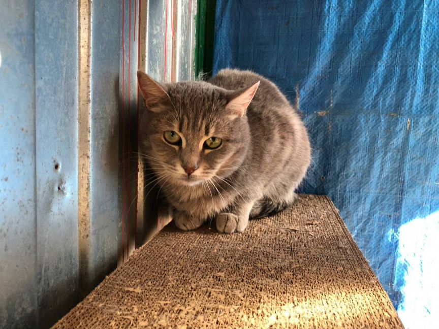 Скромная кошечка из приюта Николь в добрые руки