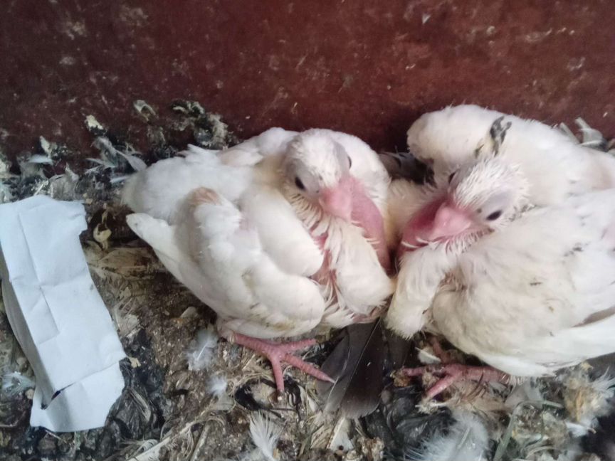Голубь китайская чайка с лимонистыми боками