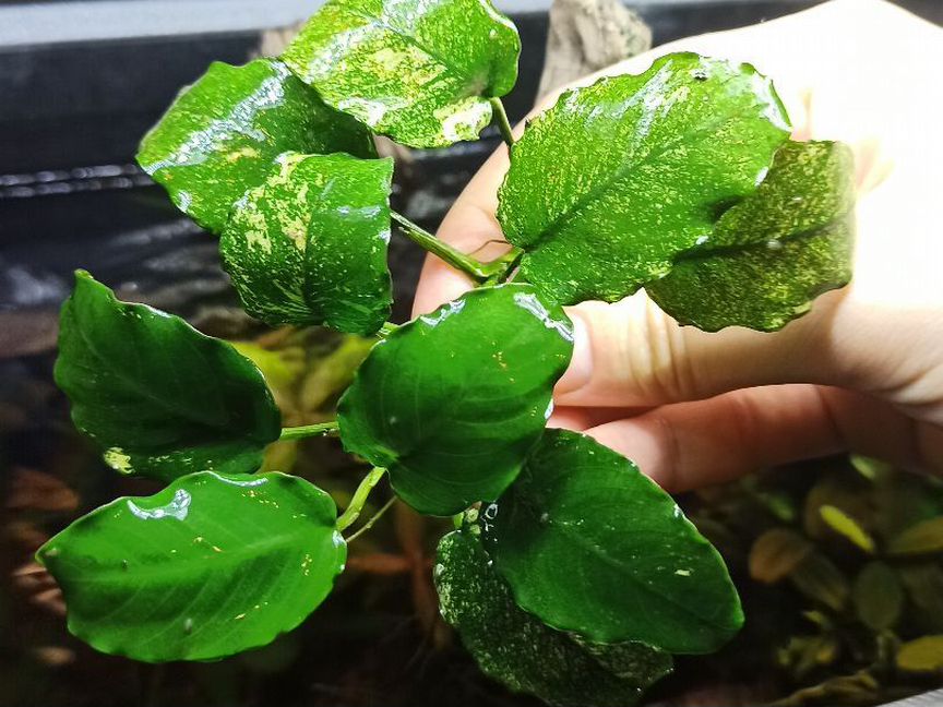 Анубиса Нана Бартона Пинто