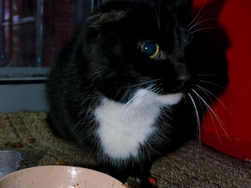 Погибает кошка