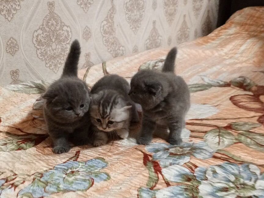 Продам очаровательных котят