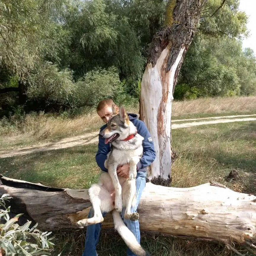 Чехословацкий влчак