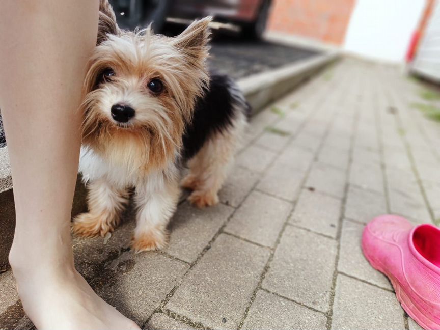 Бивер взрослая девочка