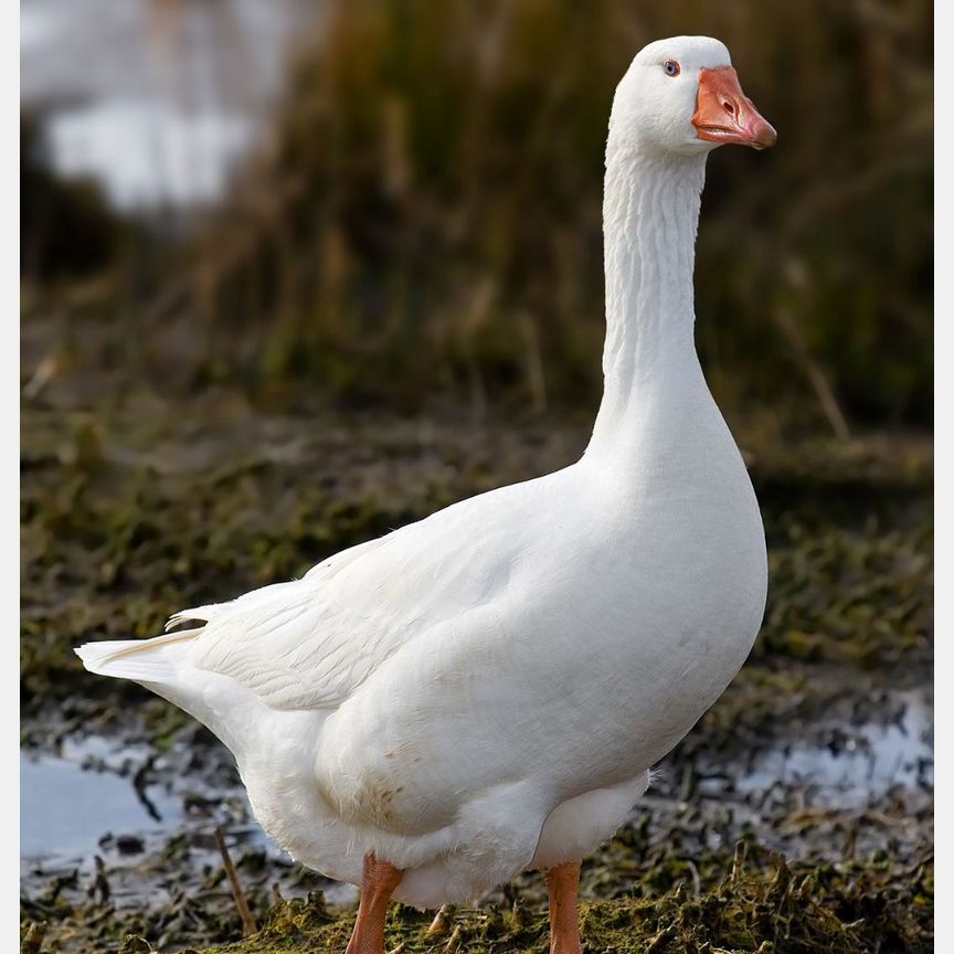 Гуси живым весом