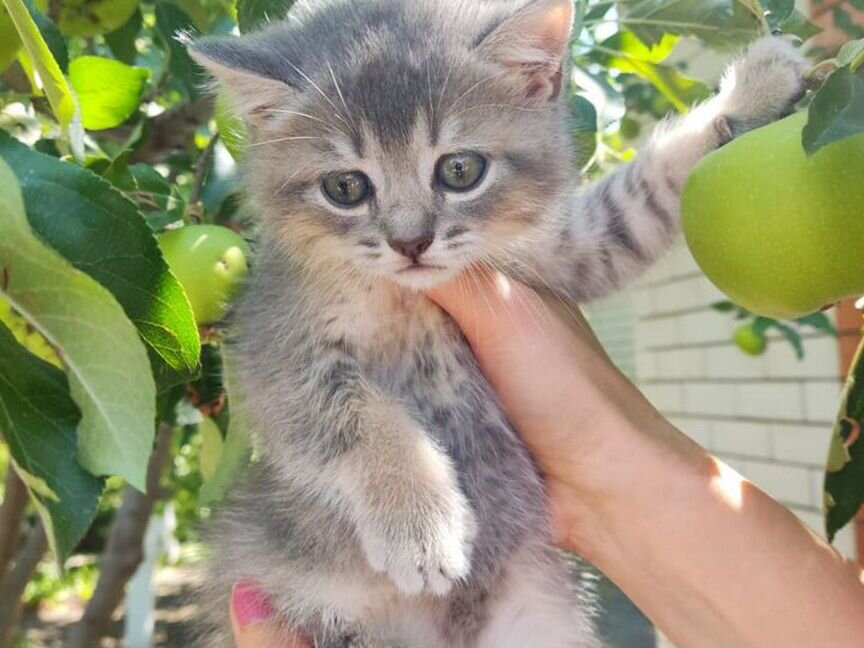 Шотландские котята