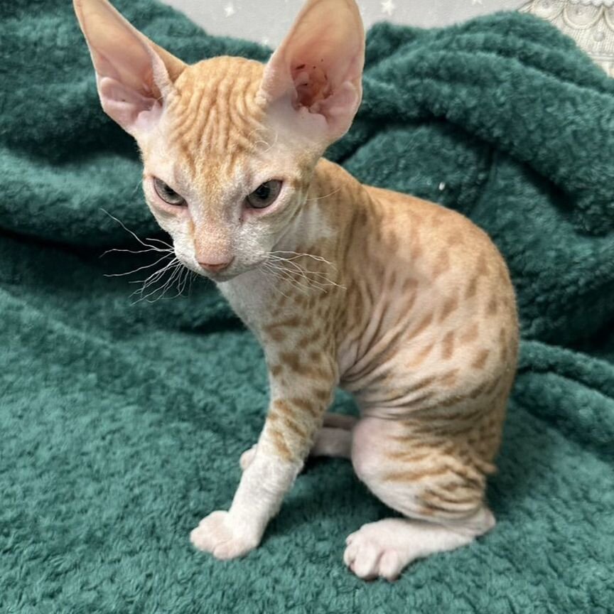 Котята донского сфинкса