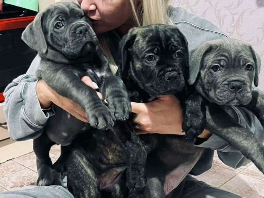 Щенки Кане Корсо