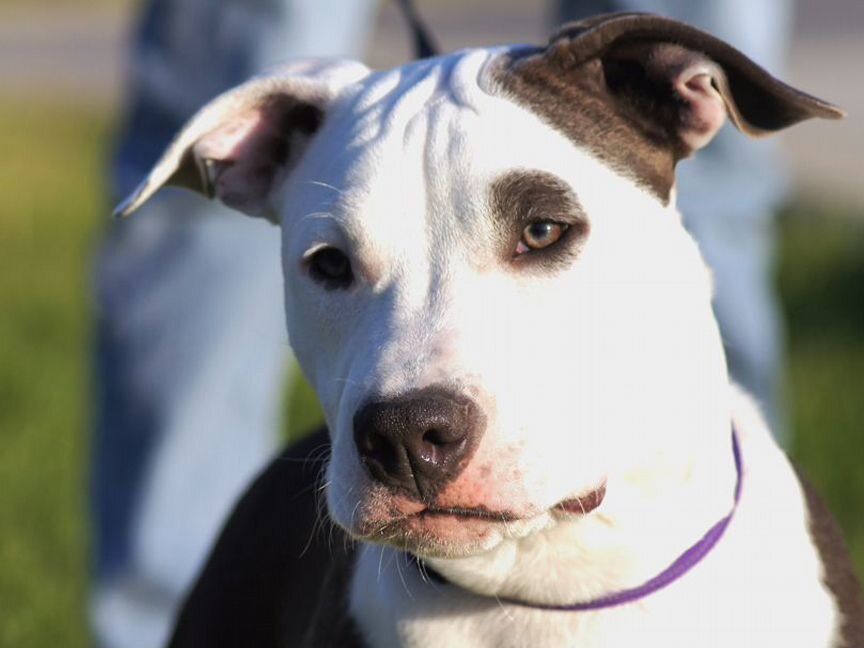 Потрясающий мальчик голубого окраса