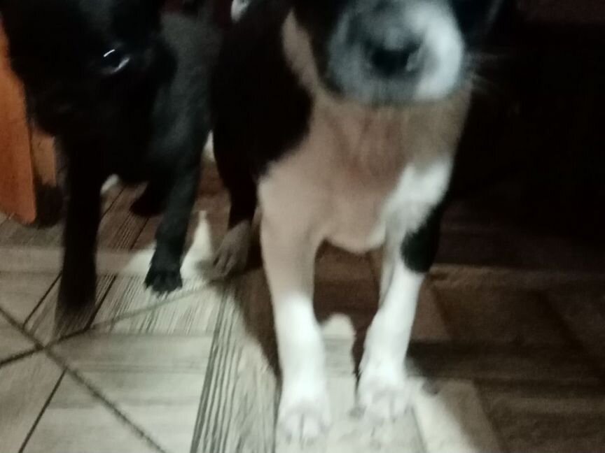 Маленькая собака